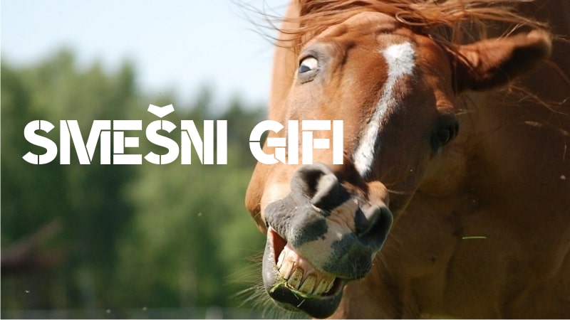 Smešni gifi (animacije) za smeh in solze - | Zlowdaj.si